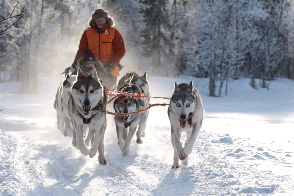 Levi Huskypark - 30 years of nature experiences!
